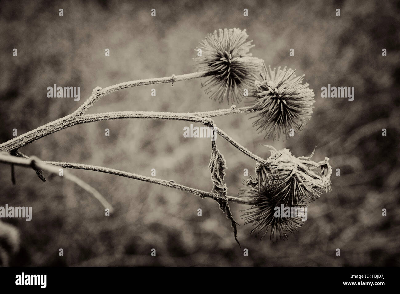 Withered branch hi-res stock photography and images - Alamy