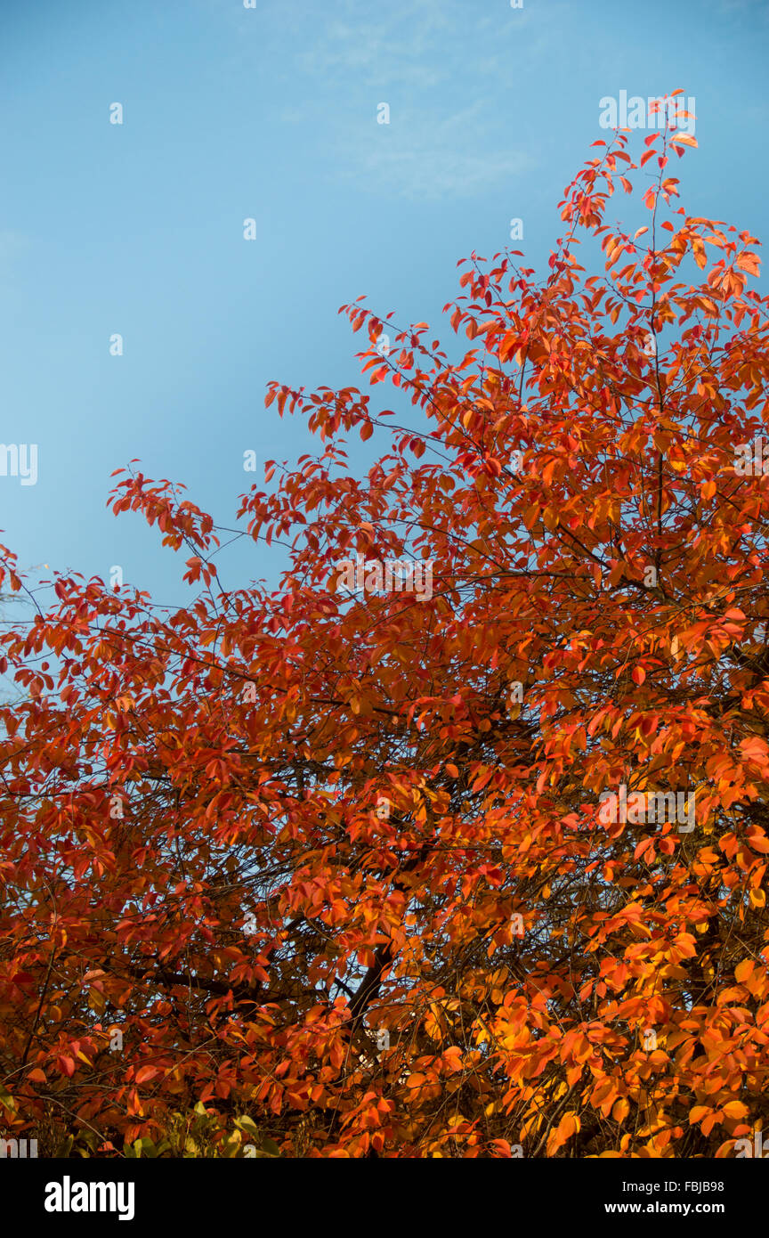 autumn red tree and clear blue sky end of October in Europe vertical ...