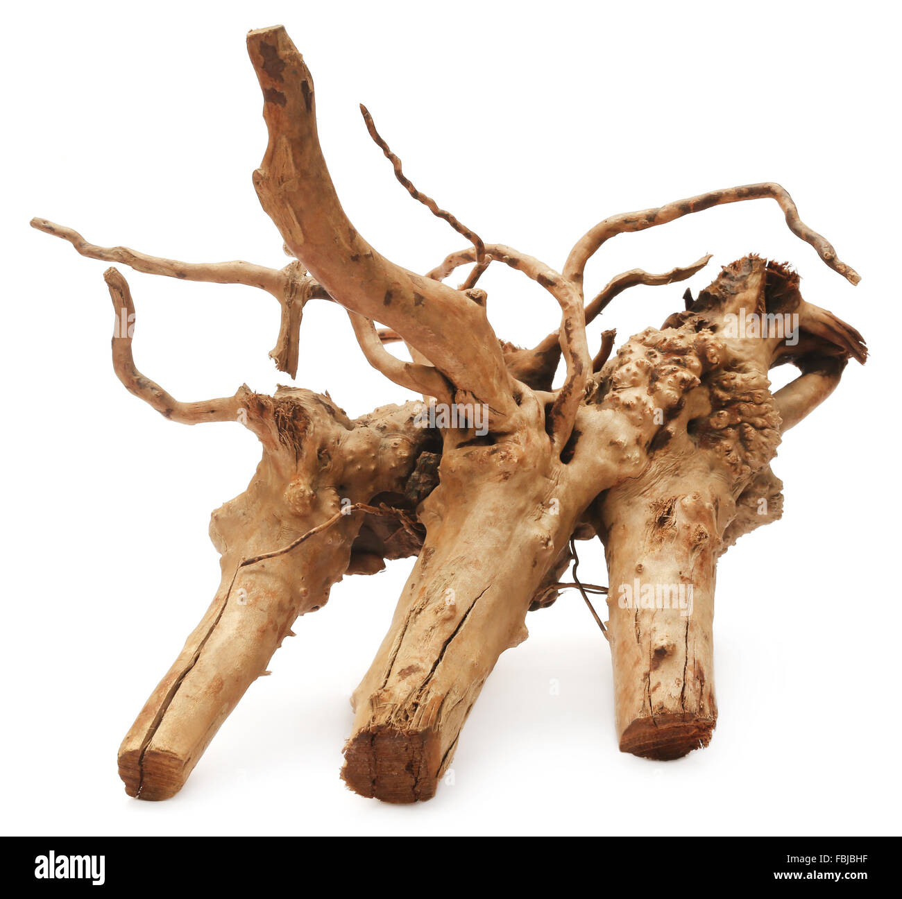 Root sculpture Cut Out Stock Images & Pictures - Alamy