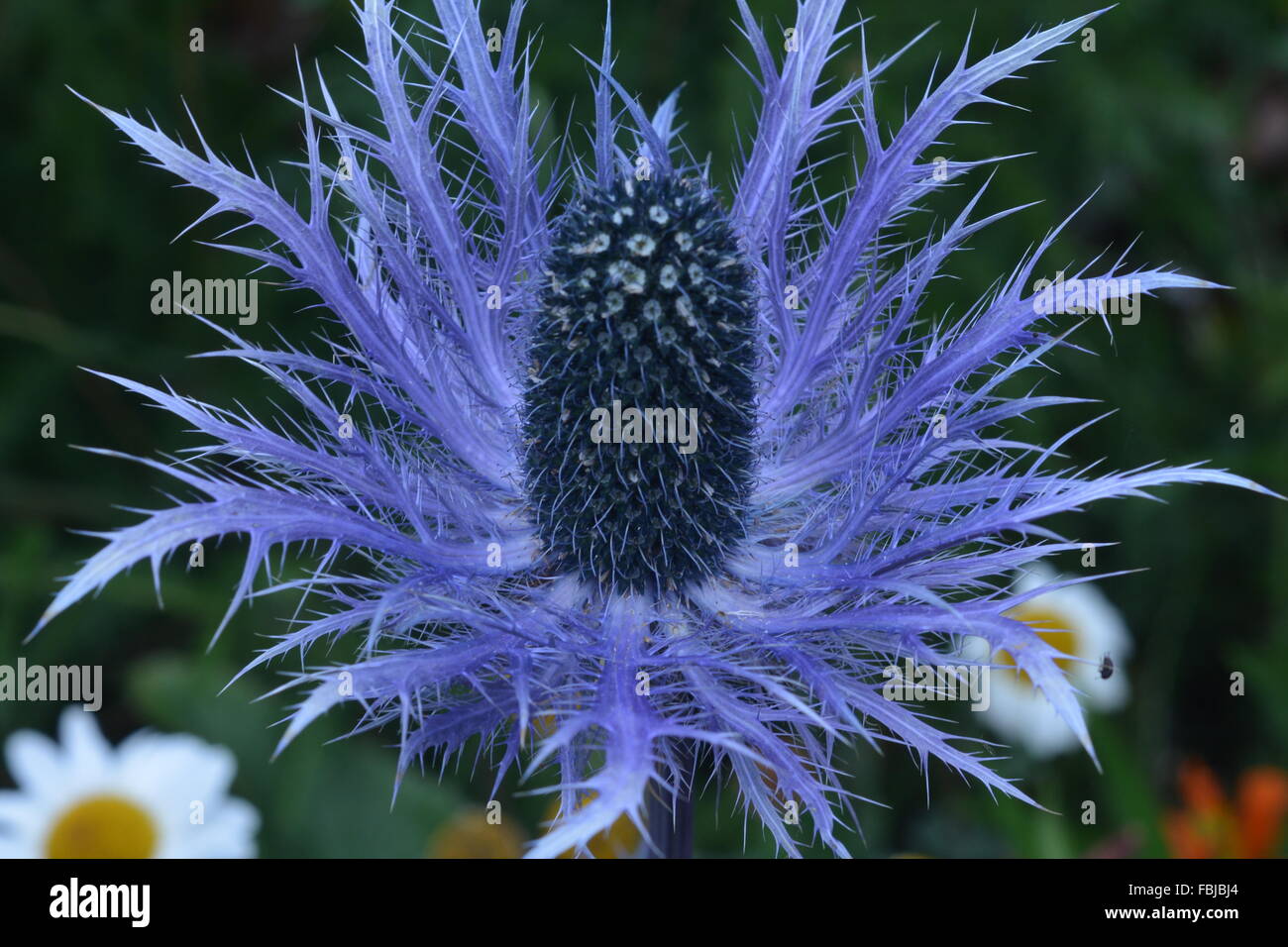 Blue Thistle or Sea Holly Stock Photo - Alamy