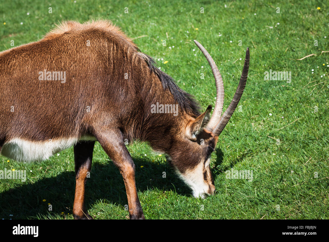 Goat in meadow. Goat herd Stock Photo - Alamy