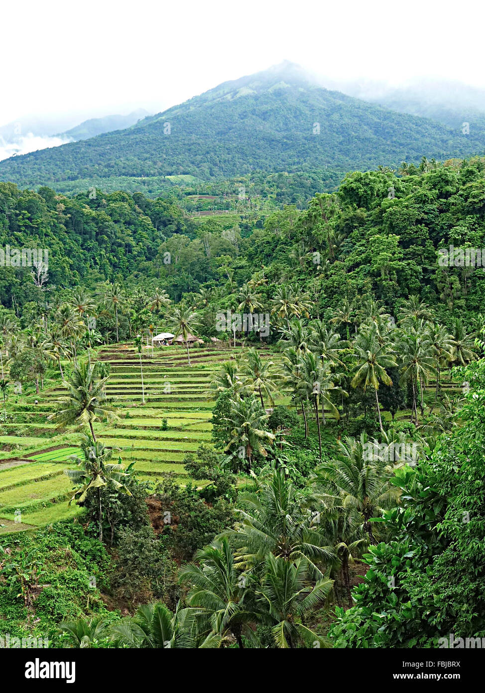 Rice terraces, view, volcano, primeval forest, Lombok, Indonesia, Asia ...