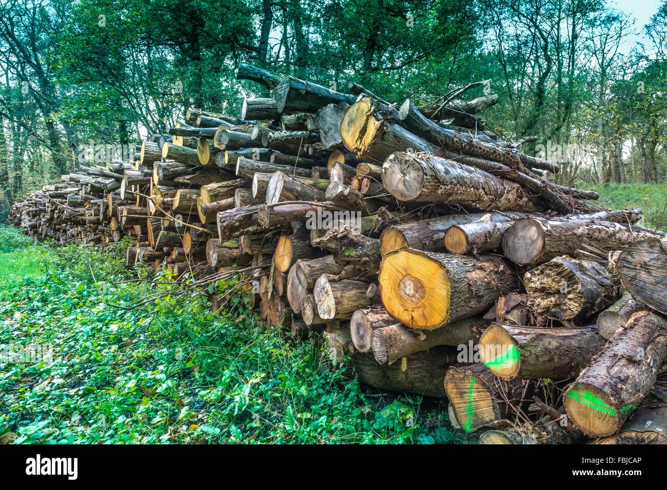 Timber pile in woodland, Norfolk England UK Stock Photo - Alamy