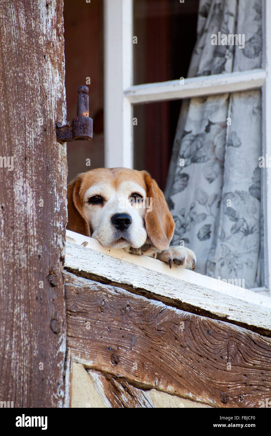 Dog at the window Stock Photo - Alamy
