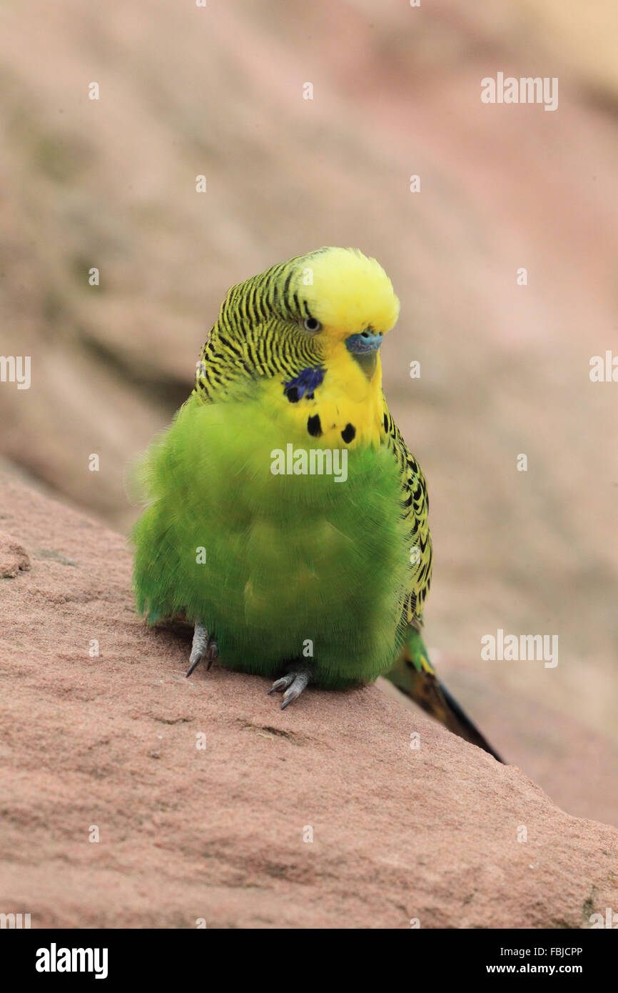 Budgerigar, Melopsittacus undulatus Stock Photo - Alamy