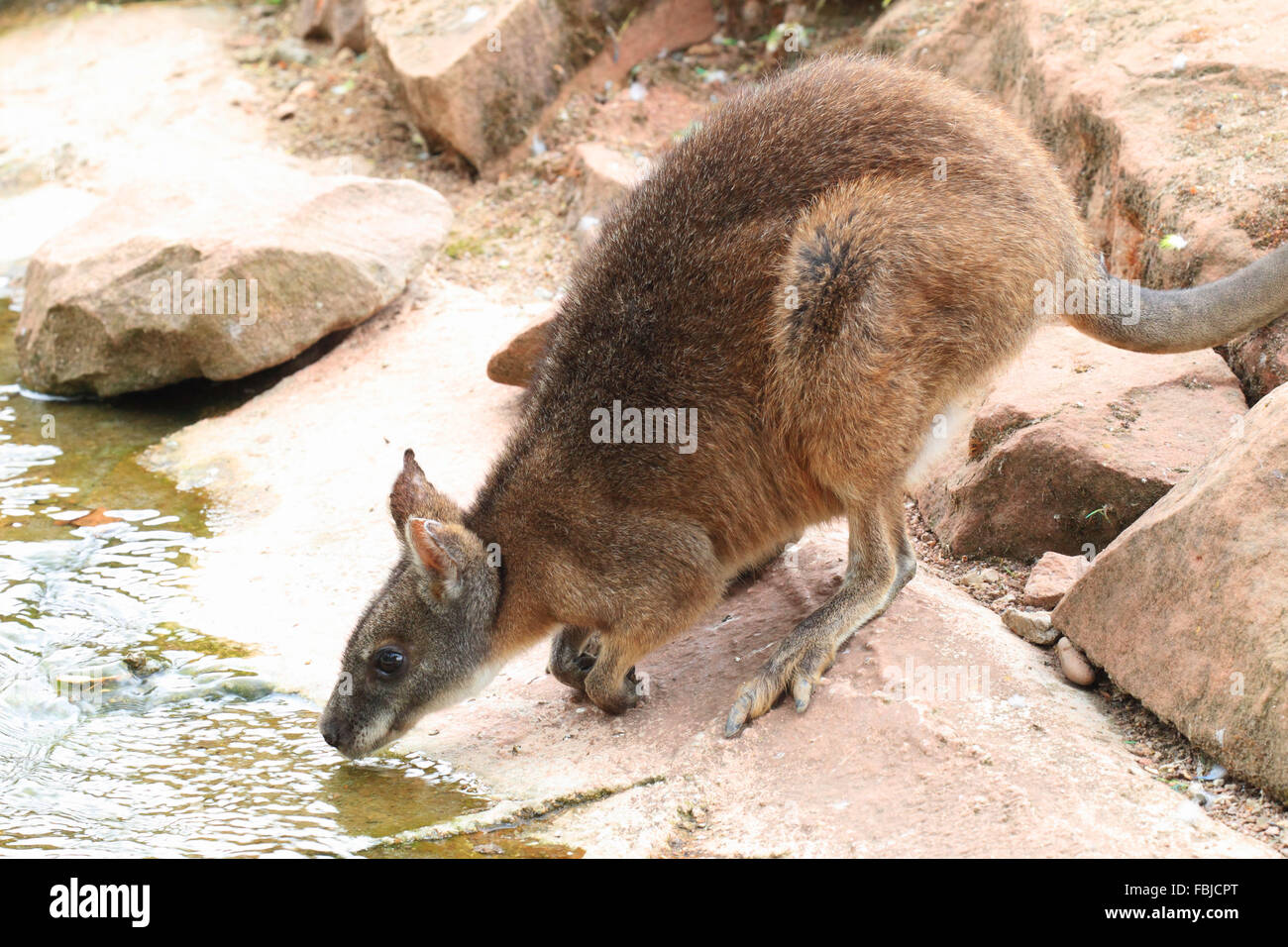 Parma wallaby hi-res stock photography and images - Alamy