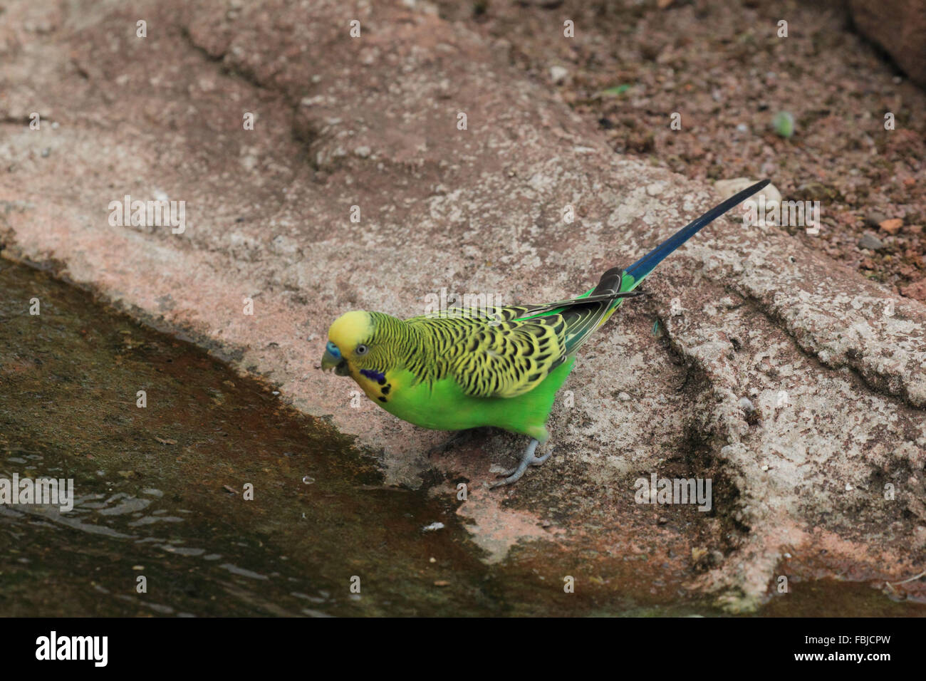 Budgerigar at the bird font, Melopsittacus undulatus Stock Photo - Alamy