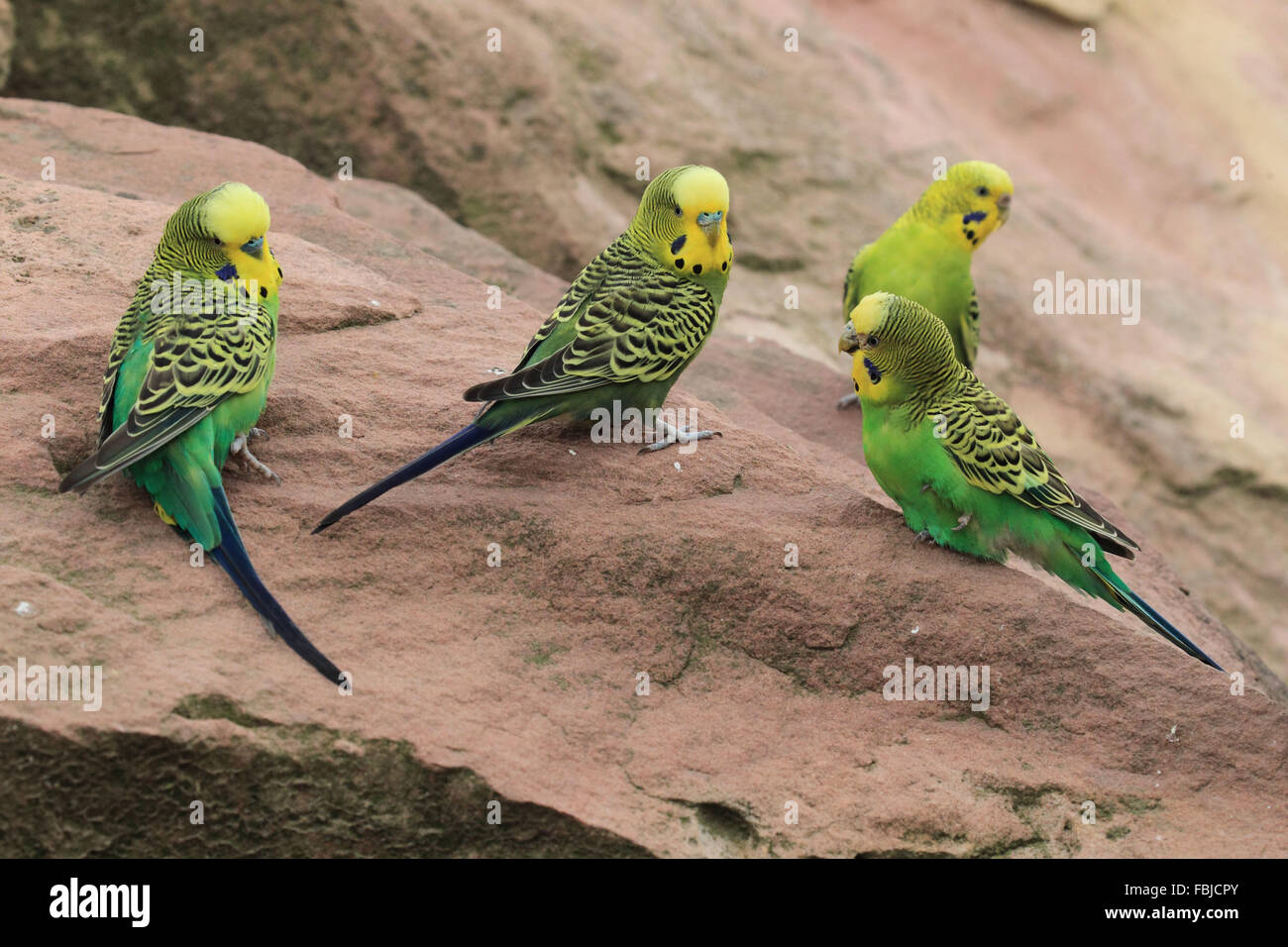 Budgerigar, Melopsittacus undulatus Stock Photo - Alamy