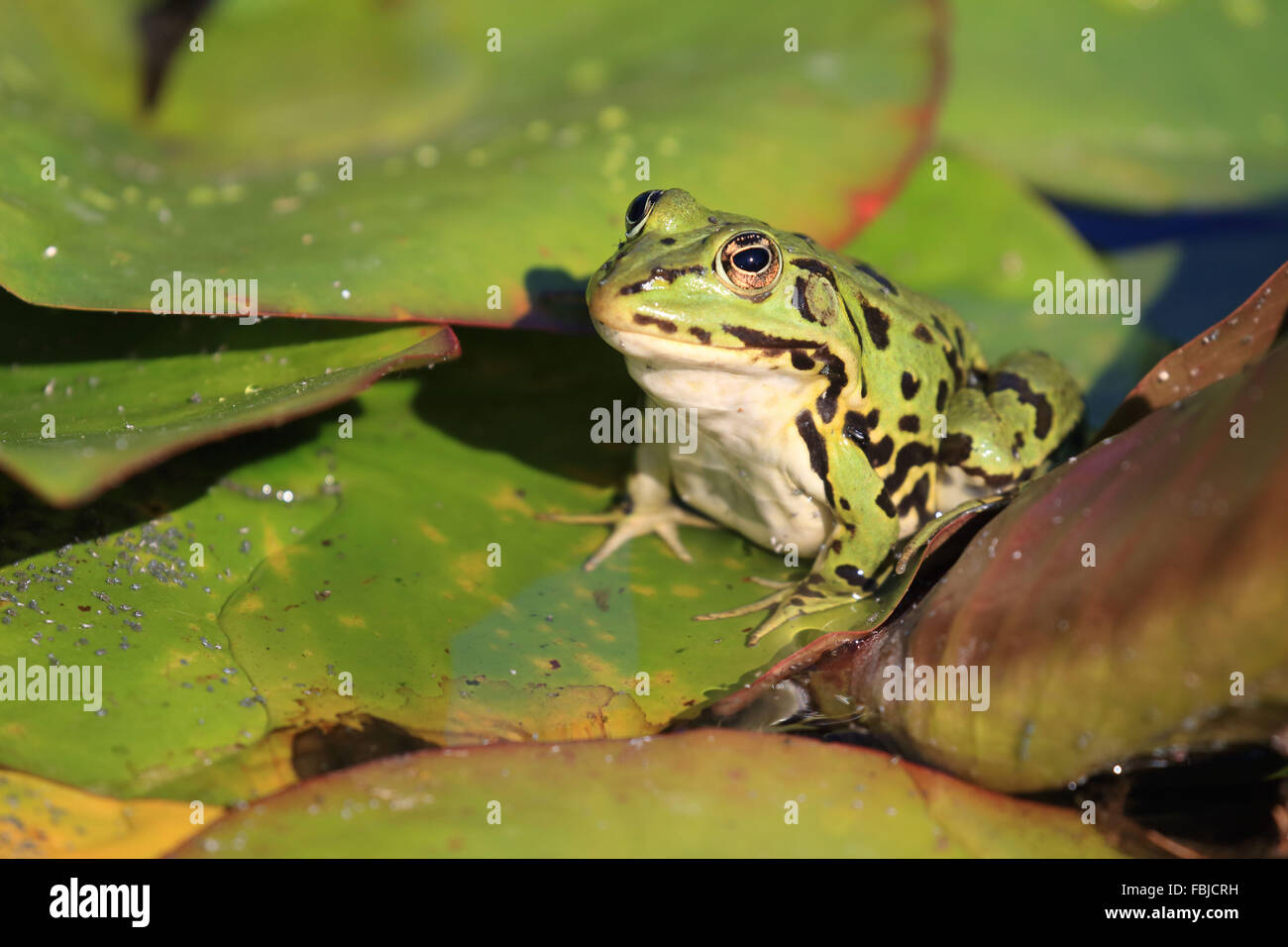 Edible frog, Rana esculenta Stock Photo - Alamy