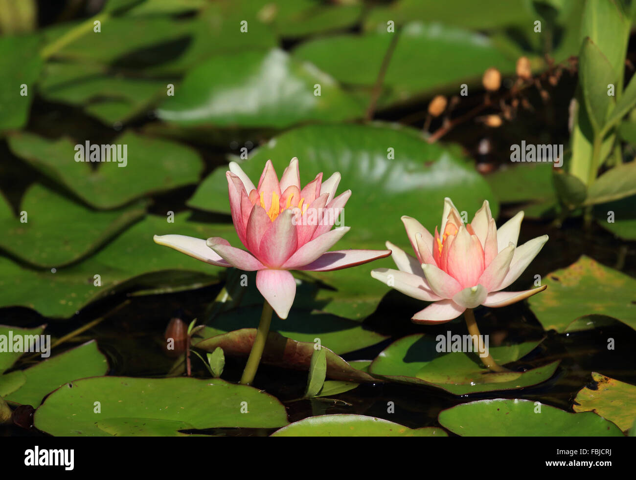 Water lily, Nymphaea Stock Photo - Alamy