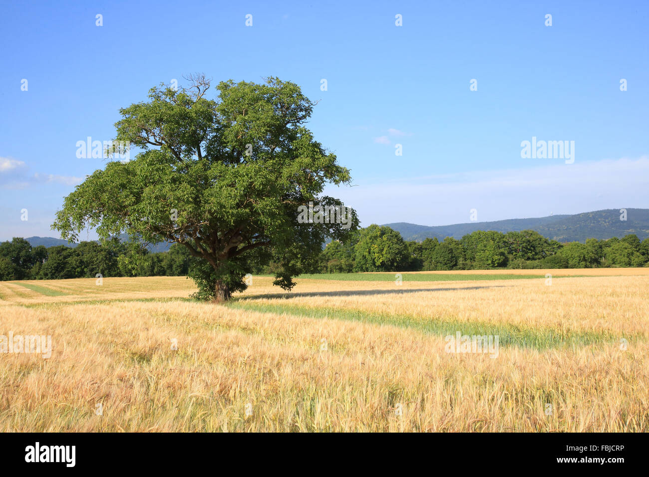 Walnut tree in summer, Juglans regia Stock Photo - Alamy