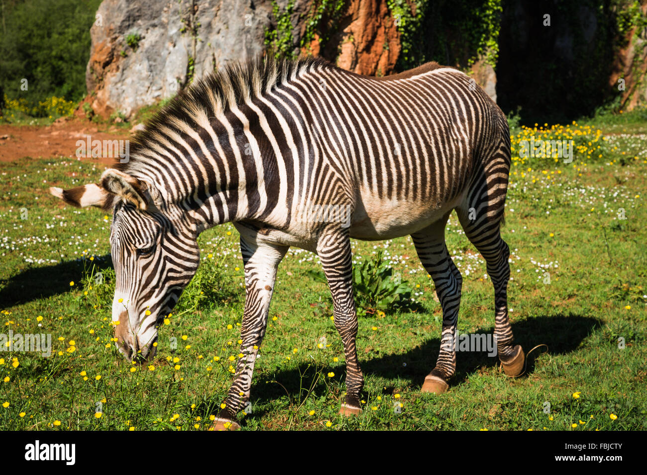 Grevy's Zebra, samburu national park, Kenya Stock Photo - Alamy