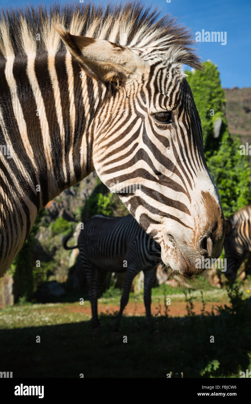 A beautiful African zebra in his natural environment Stock Photo - Alamy