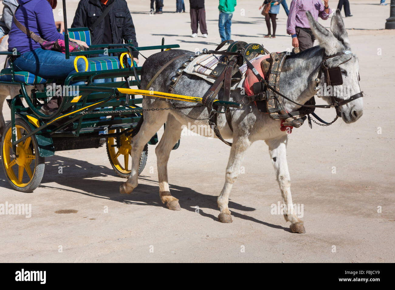 Burro madrid hi-res stock photography and images - Alamy
