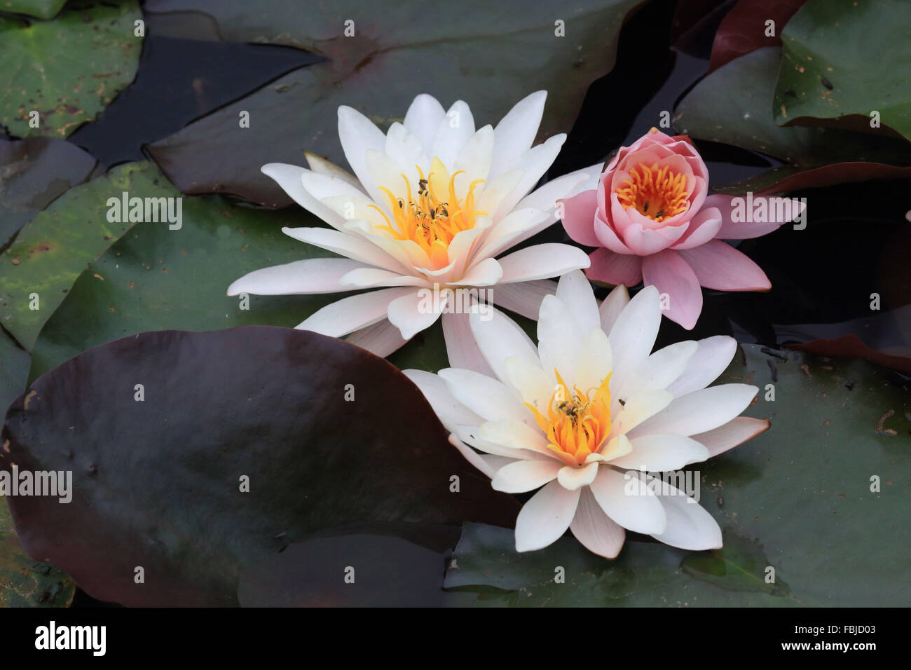 Water lily, Nymphaea Stock Photo - Alamy