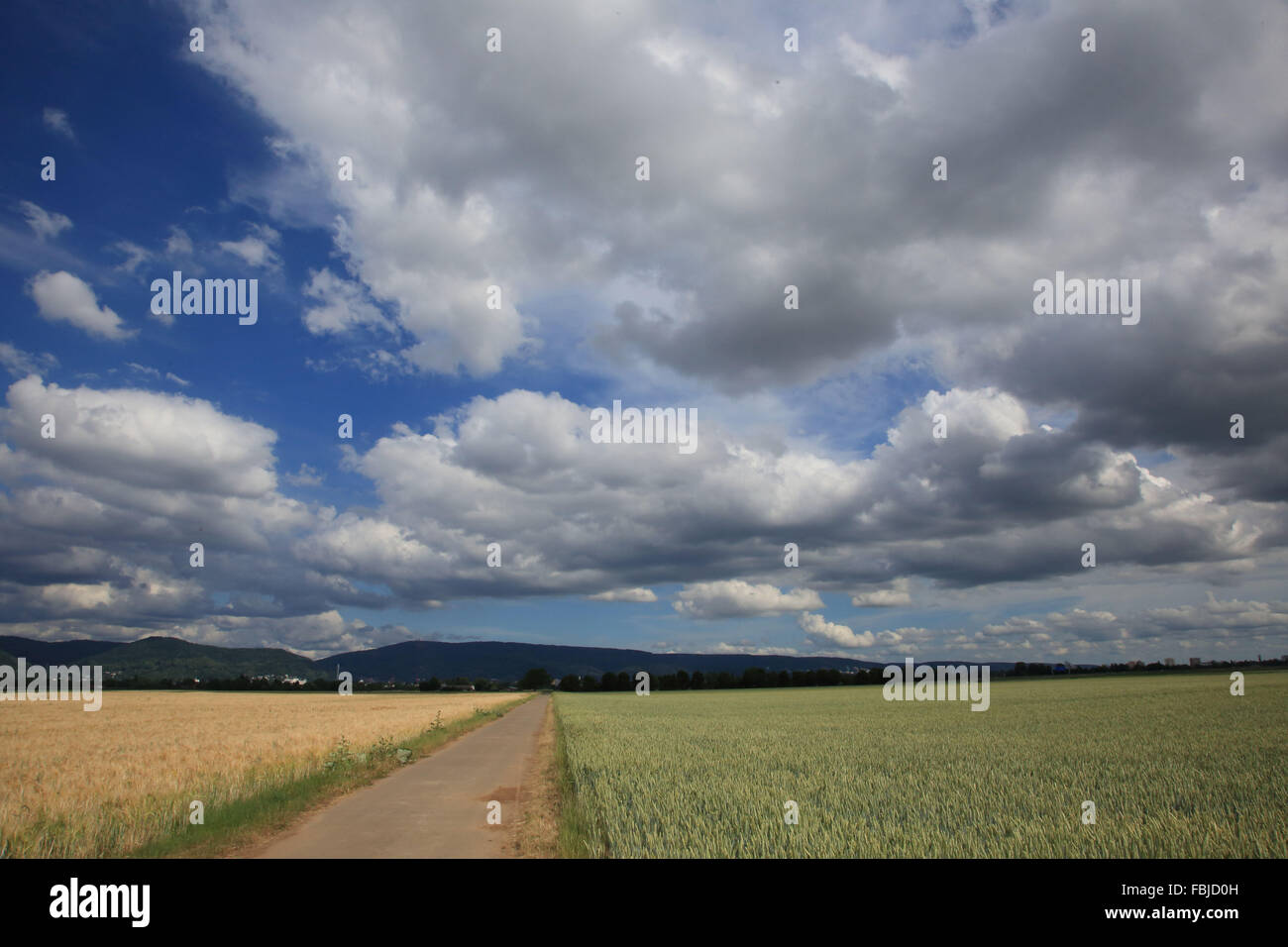 Grain field and country lane with clouds in summer Stock Photo - Alamy