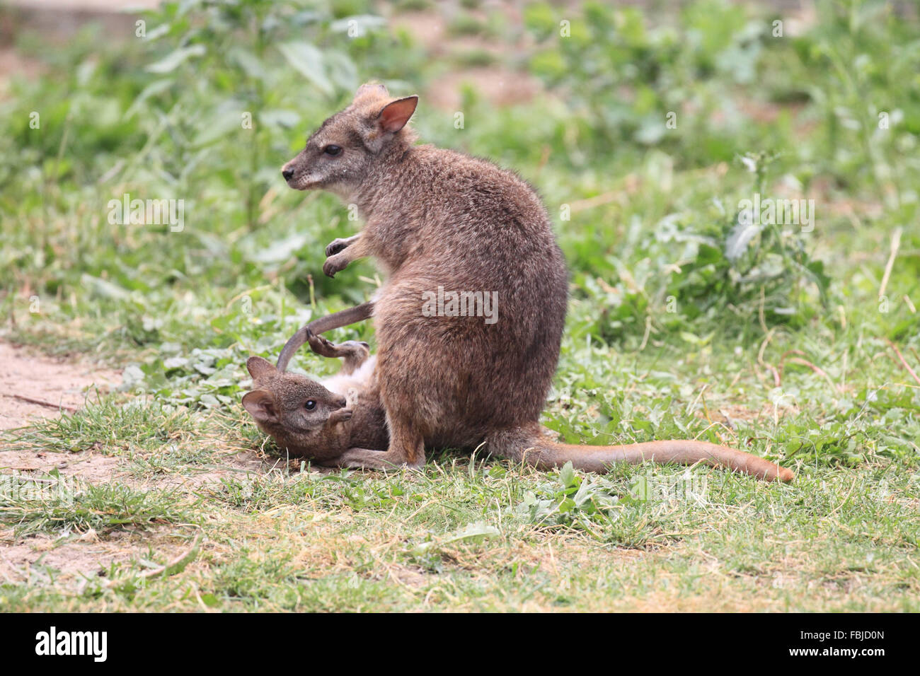 Parma wallaby with young animal, Macropus parma Stock Photo - Alamy