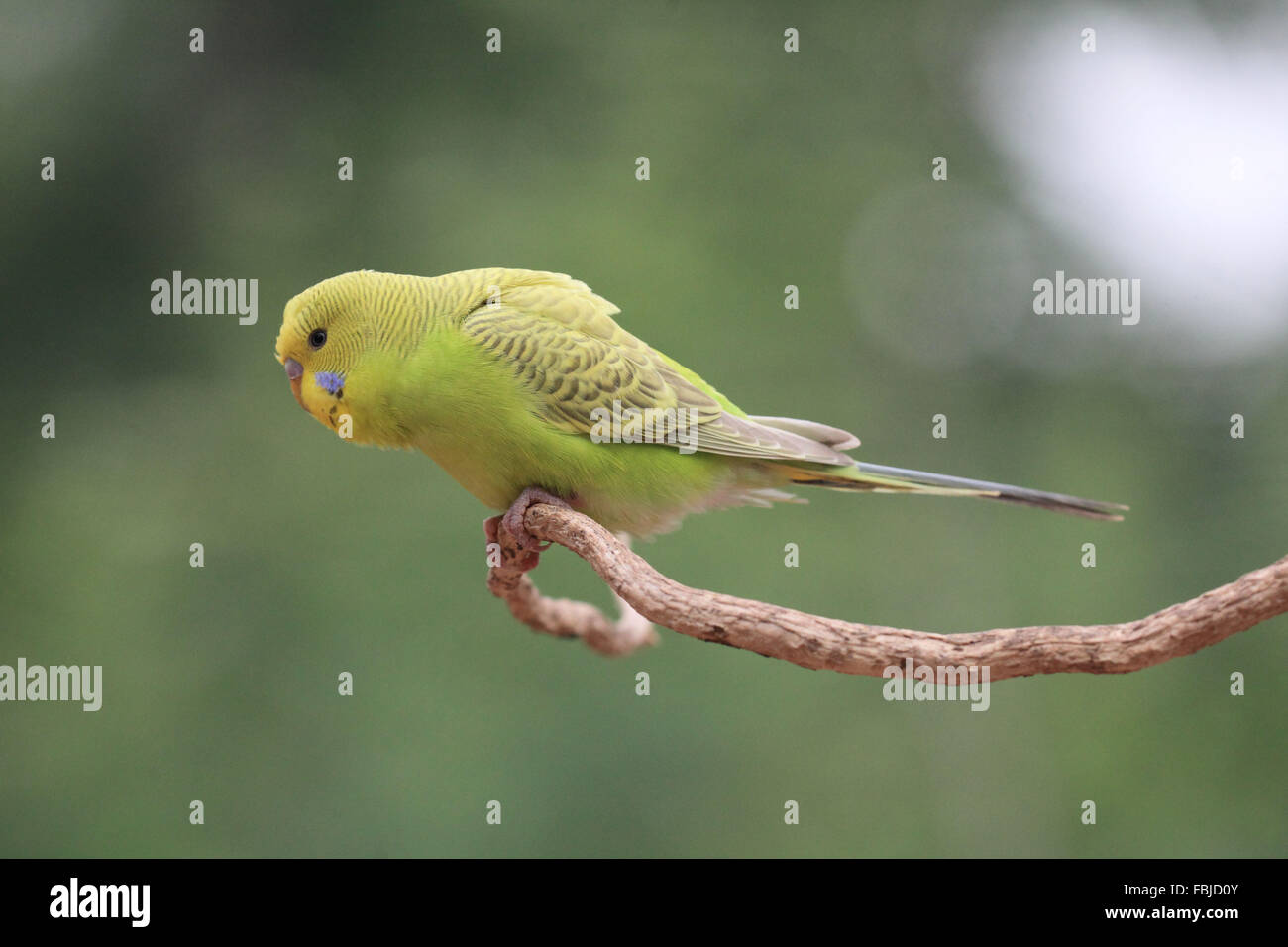 Budgerigar, Melopsittacus undulatus Stock Photo - Alamy