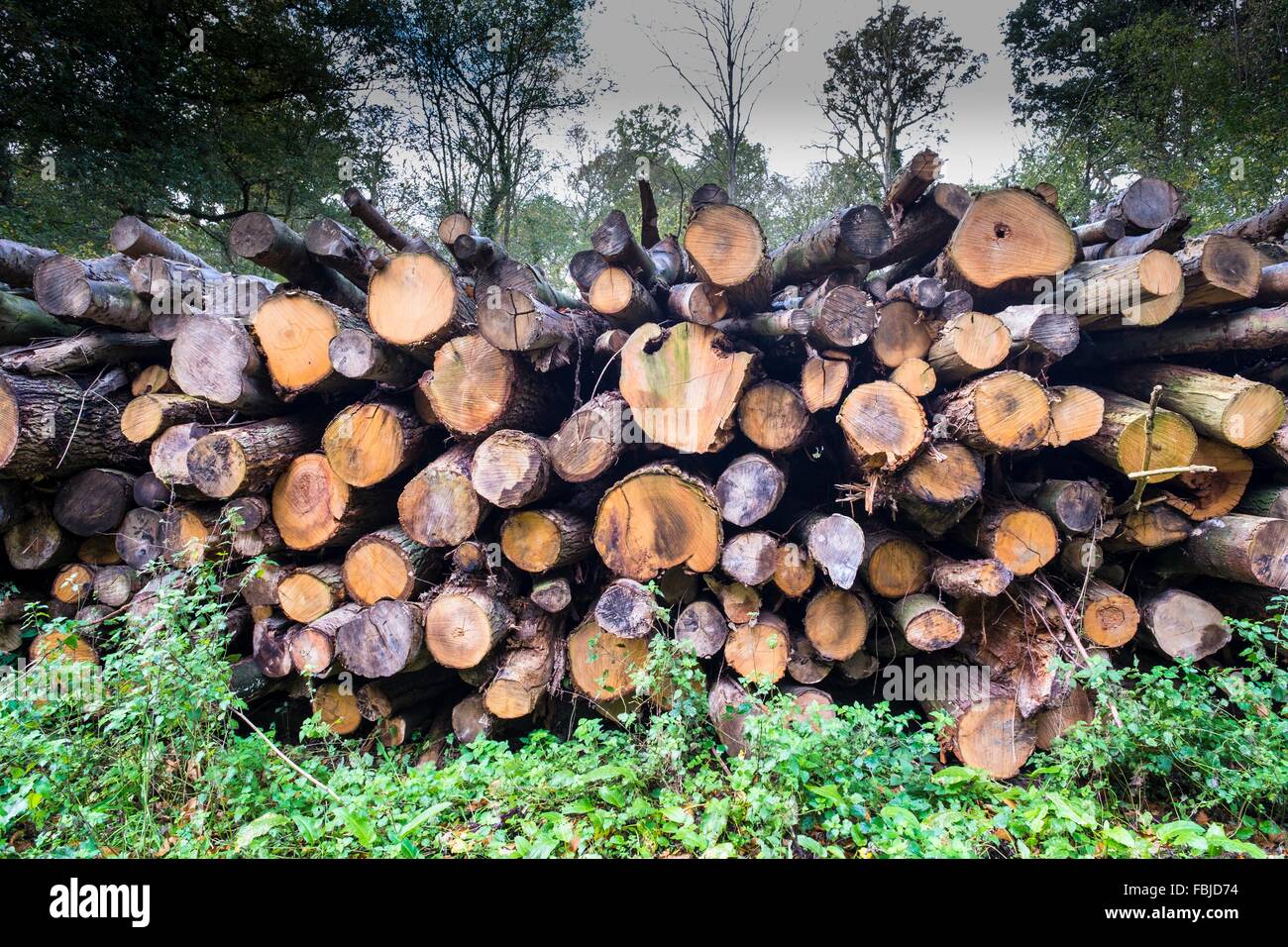 Timber pile hi-res stock photography and images - Alamy