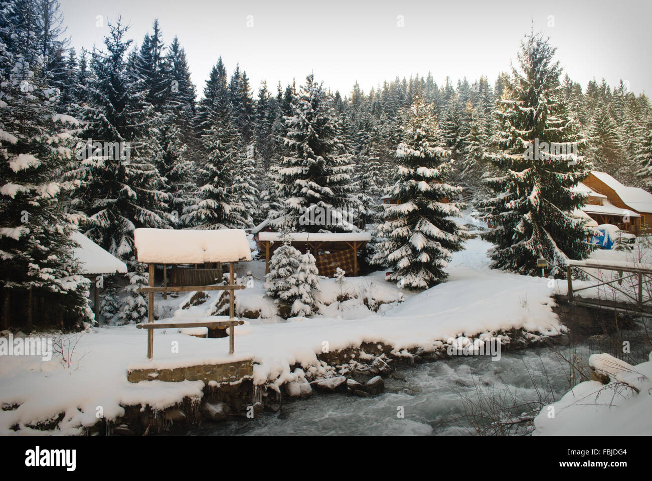Winter fir-tree forest Stock Photo - Alamy