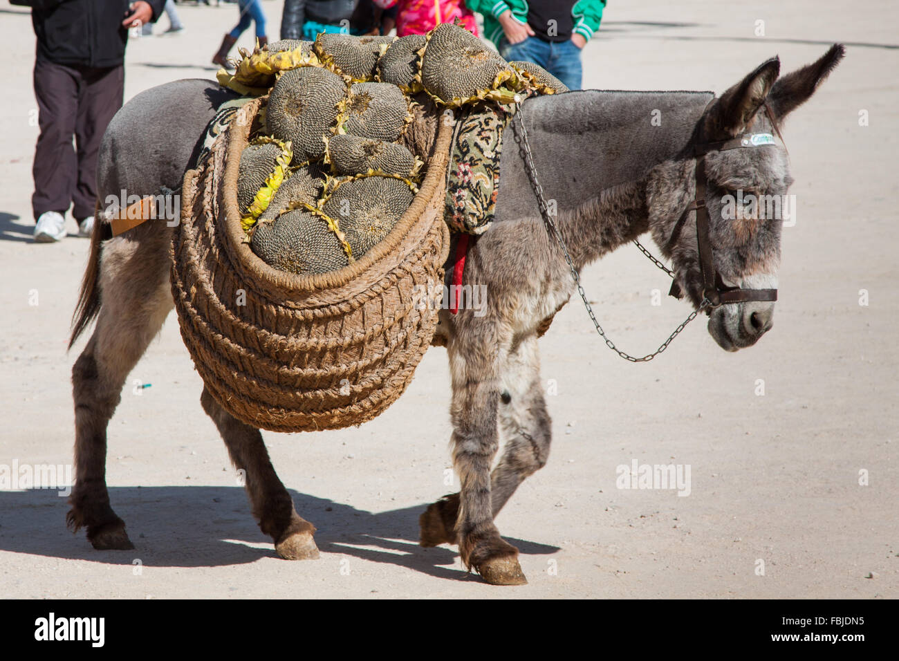 Donkey carrying luggage hi-res stock photography and images - Alamy