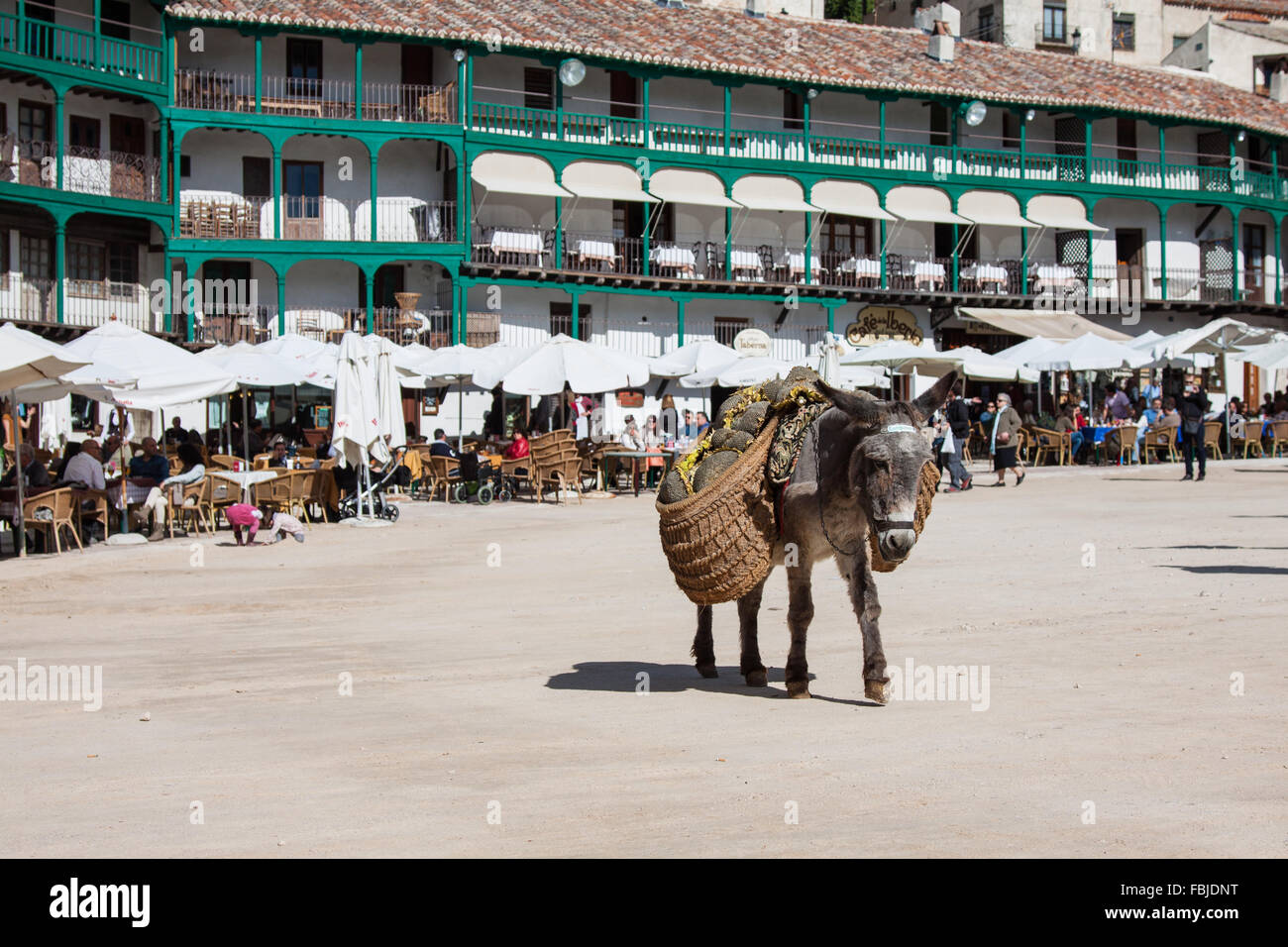 Donkey carrying a sunflower in chinchon near madrid Stock Photo - Alamy