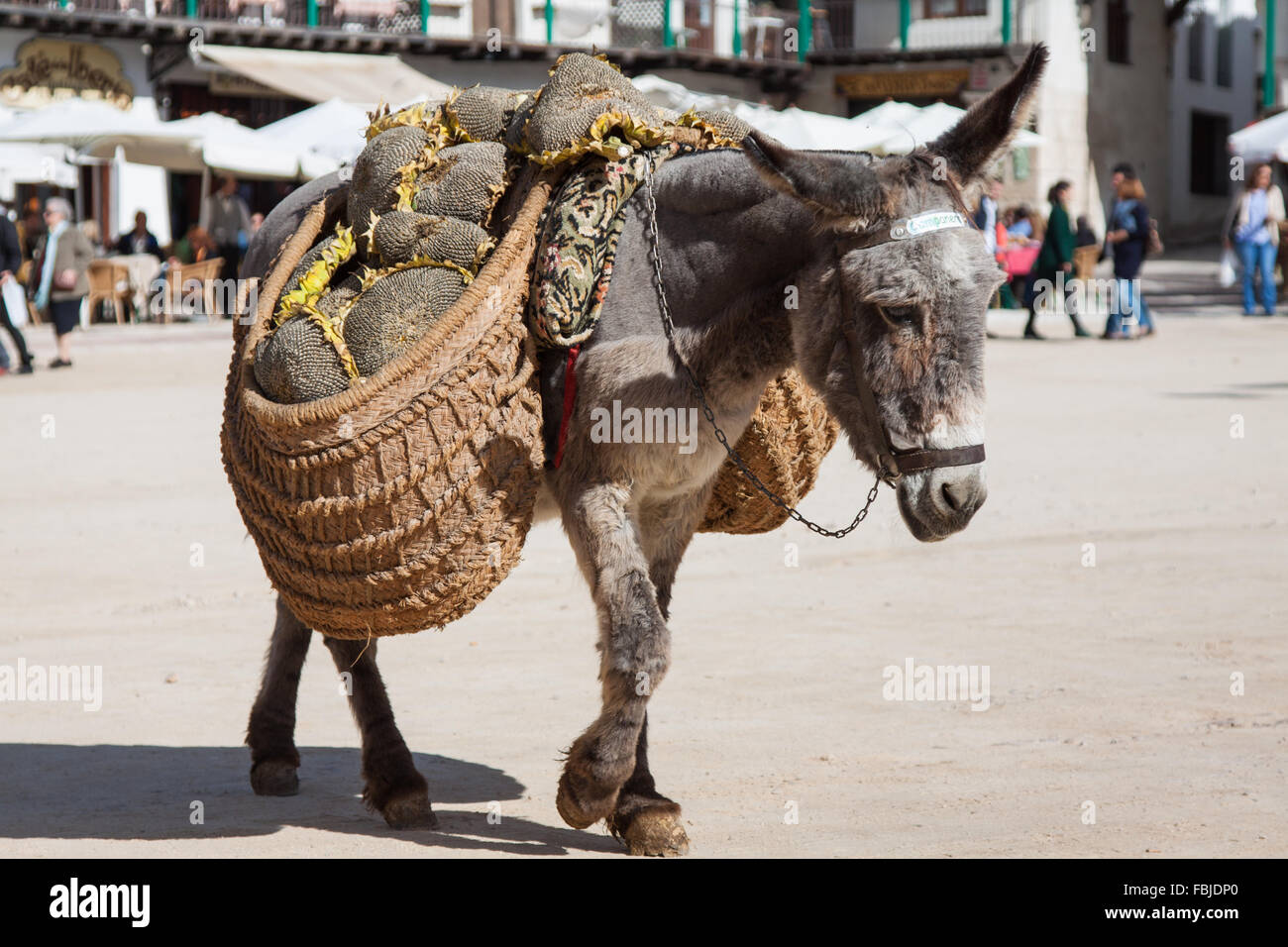 Donkey carrying a sunflower in chinchon near madrid Stock Photo - Alamy