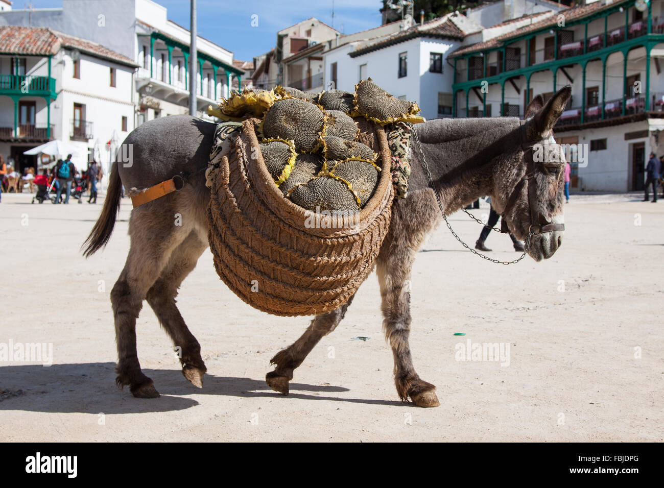 Donkey carrying luggage hi-res stock photography and images - Alamy