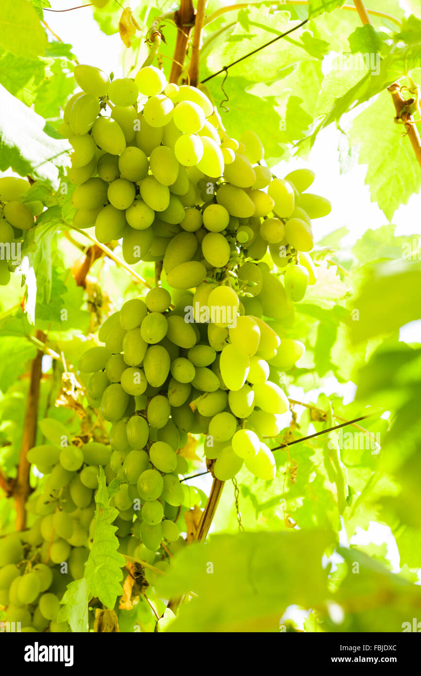 Grapevine on a bush Stock Photo - Alamy