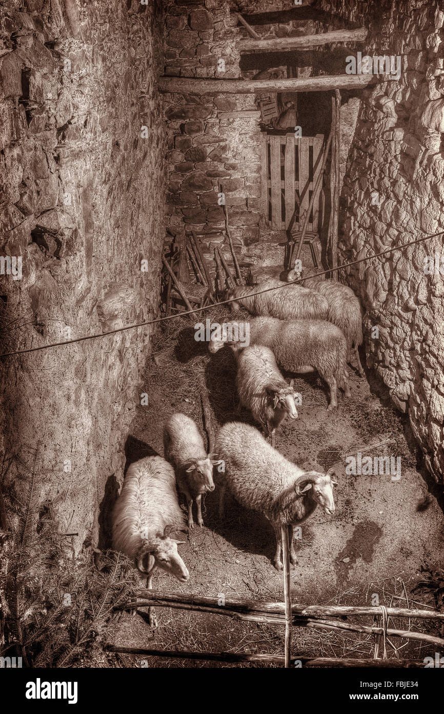 Sheep enclosure hi-res stock photography and images - Alamy