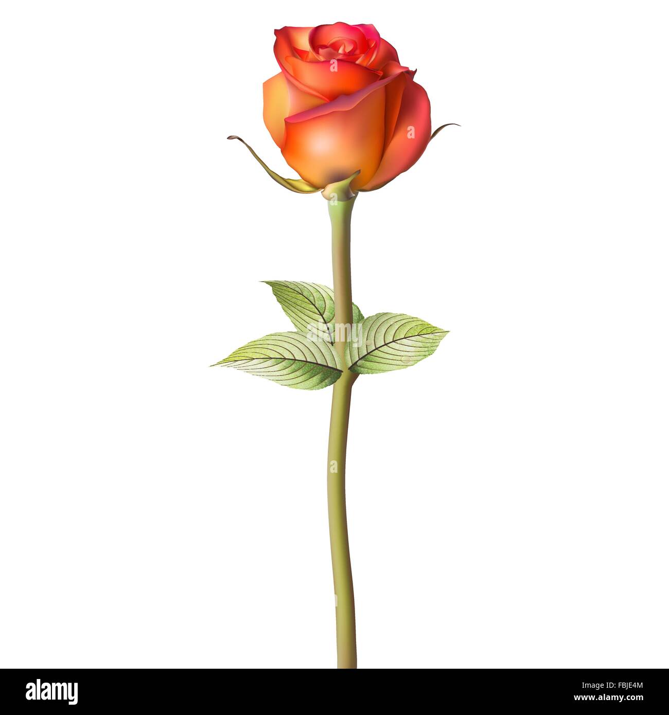 Centifolia rose Stock Vector Images - Alamy