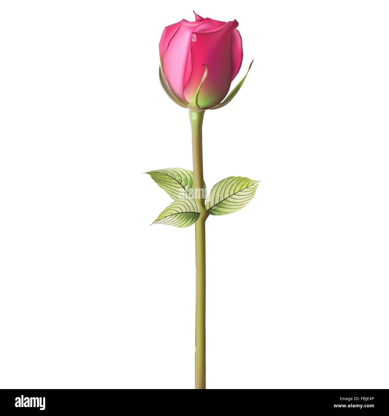 Orange flower green leaf Stock Vector Images - Alamy