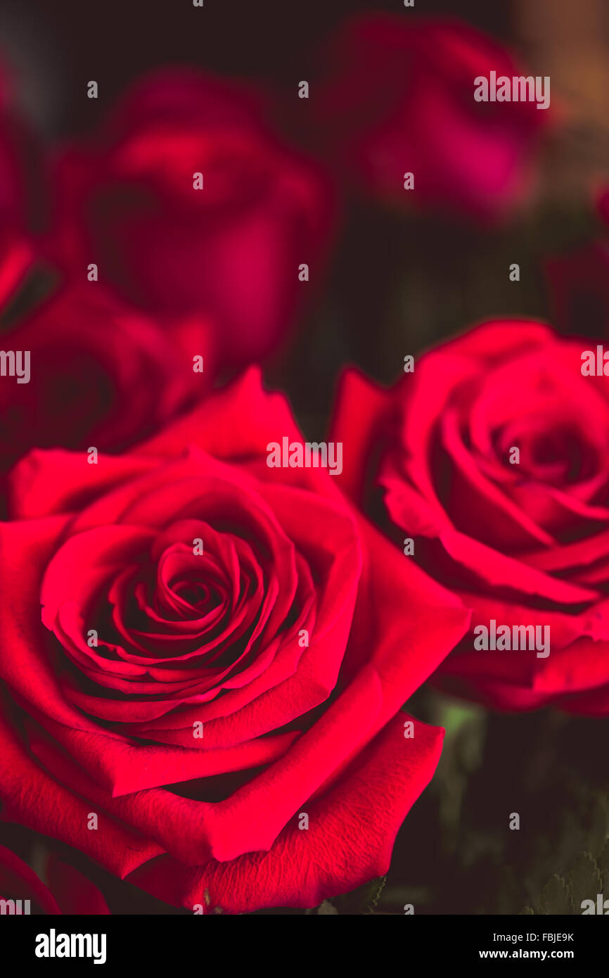 Red roses for valentines hi-res stock photography and images - Alamy