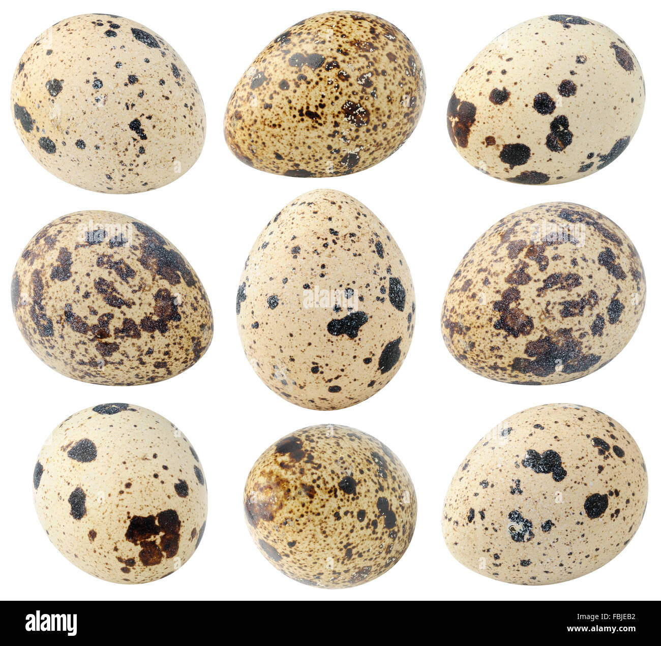Collection of spotted quail eggs isolated on white with clipping path Stock Photo - Alamy