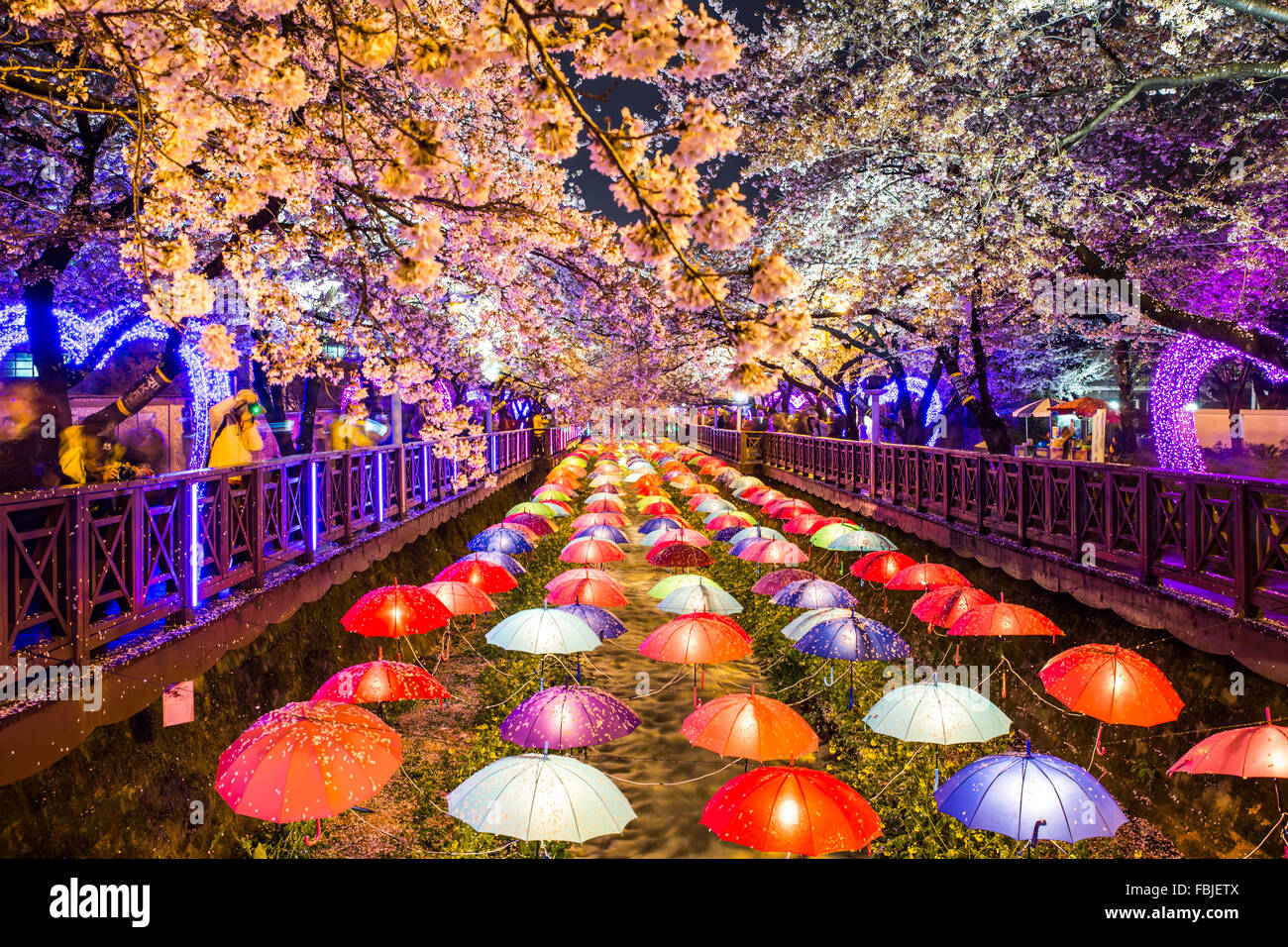 Cherry blossoms at night in Busan, South Korea Stock Photo - Alamy