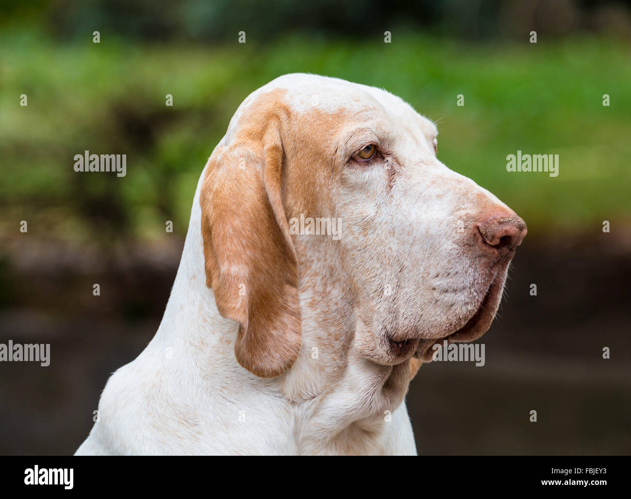 Italian hunting dog hi-res stock photography and images - Alamy
