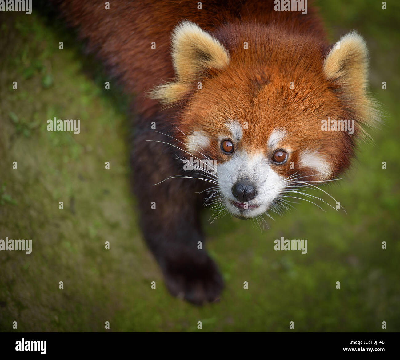 Closeup portrait of red panda looking surprised Stock Photo - Alamy