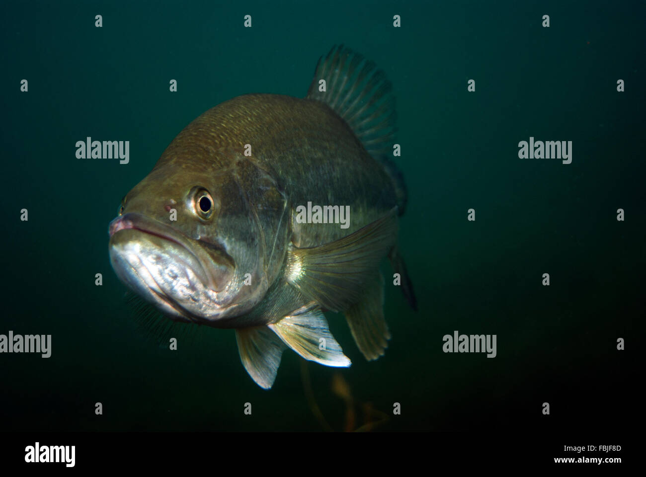 Largemouth bass underwater hi-res stock photography and images - Alamy
