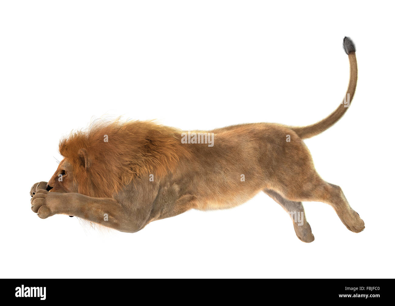 3D digital render of a male lion hunting isolated on white background ...