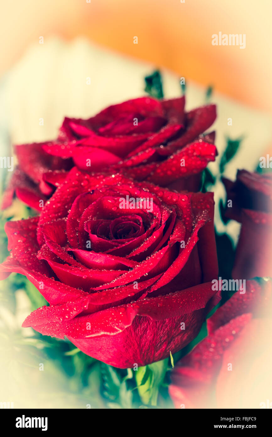 Beautiful red rose macro shot close up. Valentines Day Stock Photo - Alamy