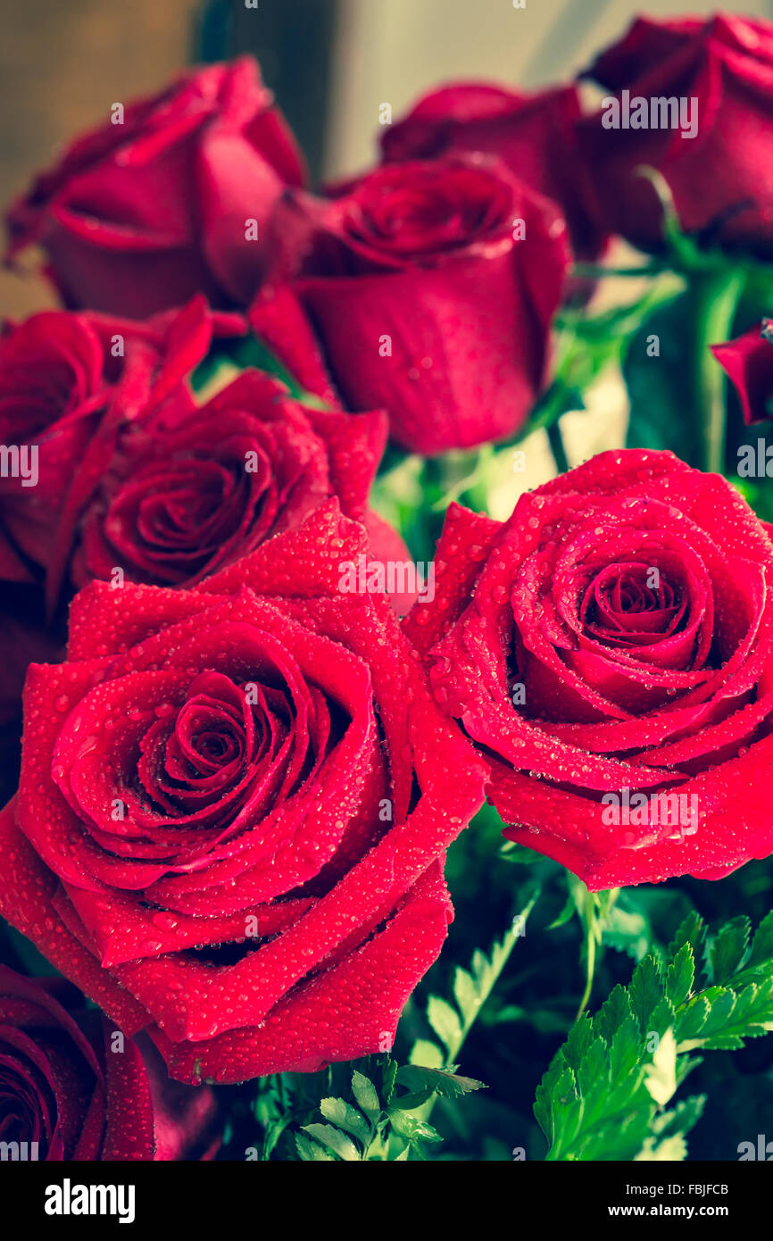 Red rose closeup with drop Stock Photo - Alamy