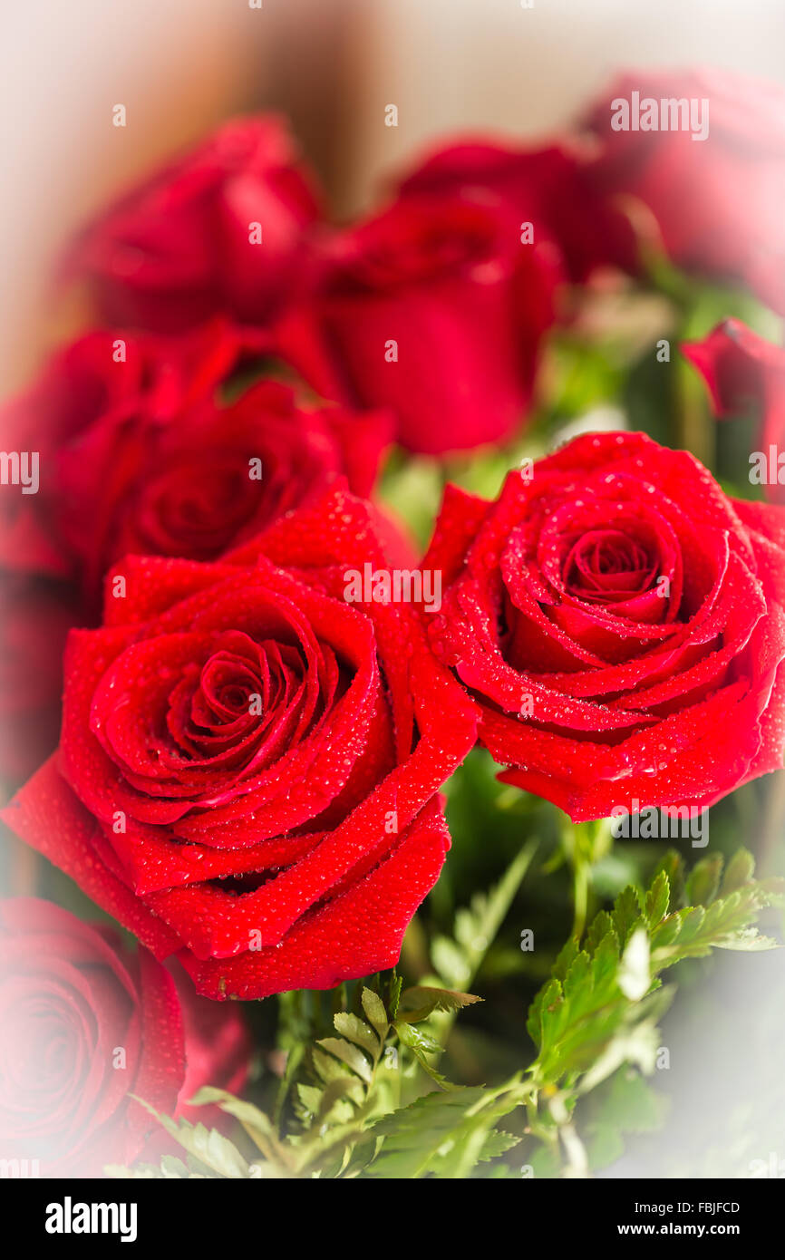 Red roses over valentines day Stock Photo - Alamy