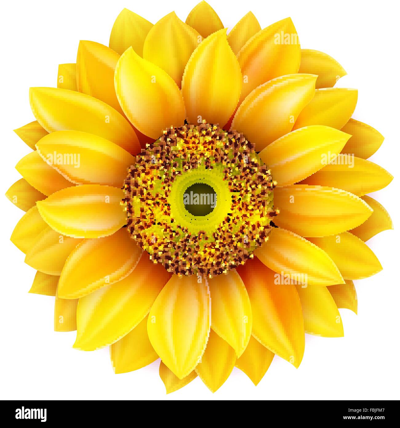 Sunflower realistic illustration. EPS 10 Stock Vector Image & Art - Alamy