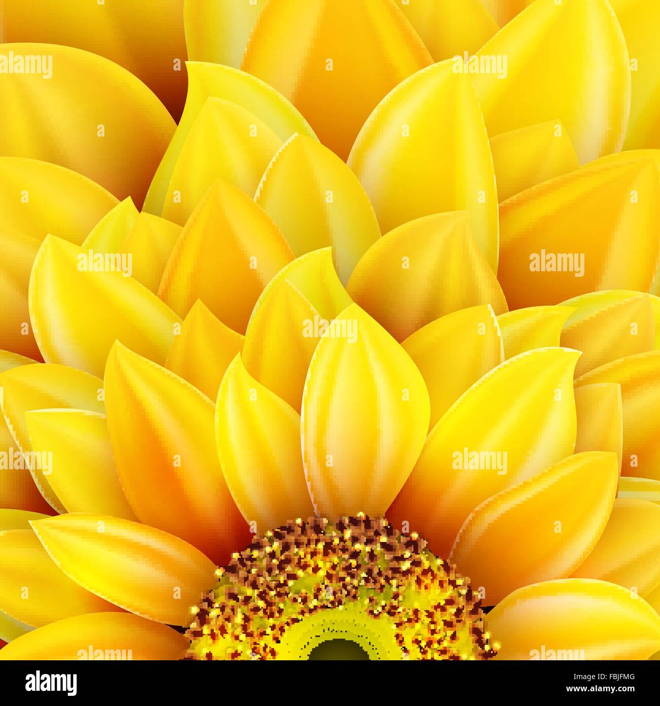 Sunflower realistic illustration. EPS 10 Stock Vector Image & Art - Alamy
