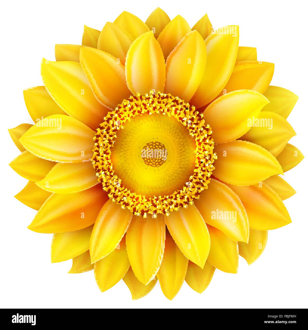 Sunflower, high quality . EPS 10 Stock Vector Image & Art - Alamy