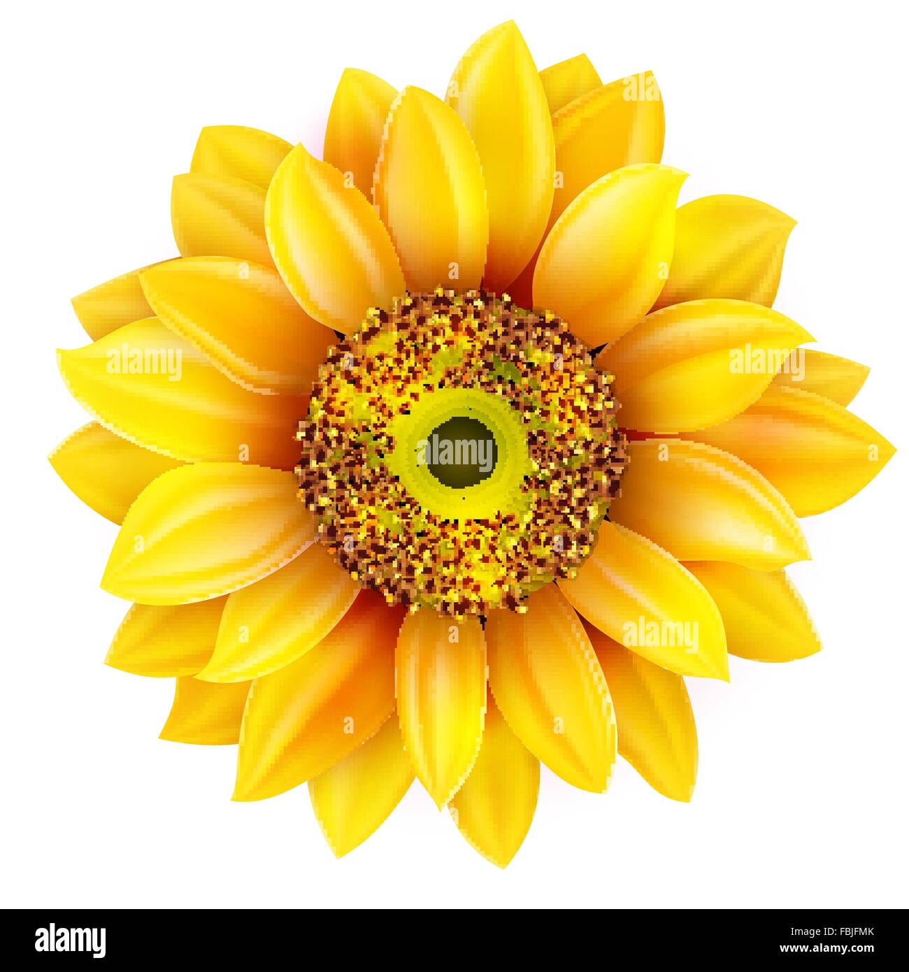 Sunflower realistic illustration. EPS 10 Stock Vector Image & Art - Alamy