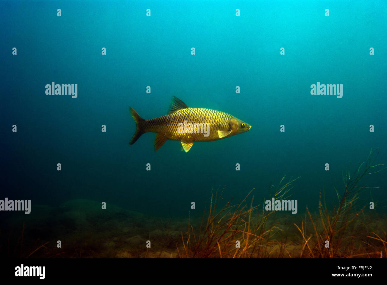 Yellowfish hi-res stock photography and images - Alamy