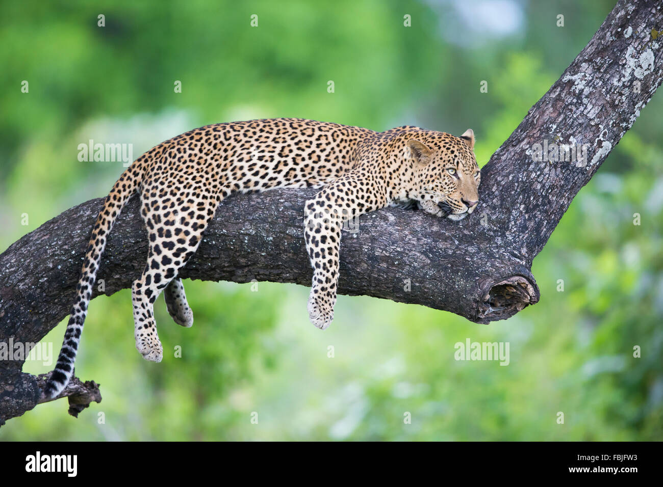 Male Leopard lying on a branch with legs hanging down Stock Photo - Alamy