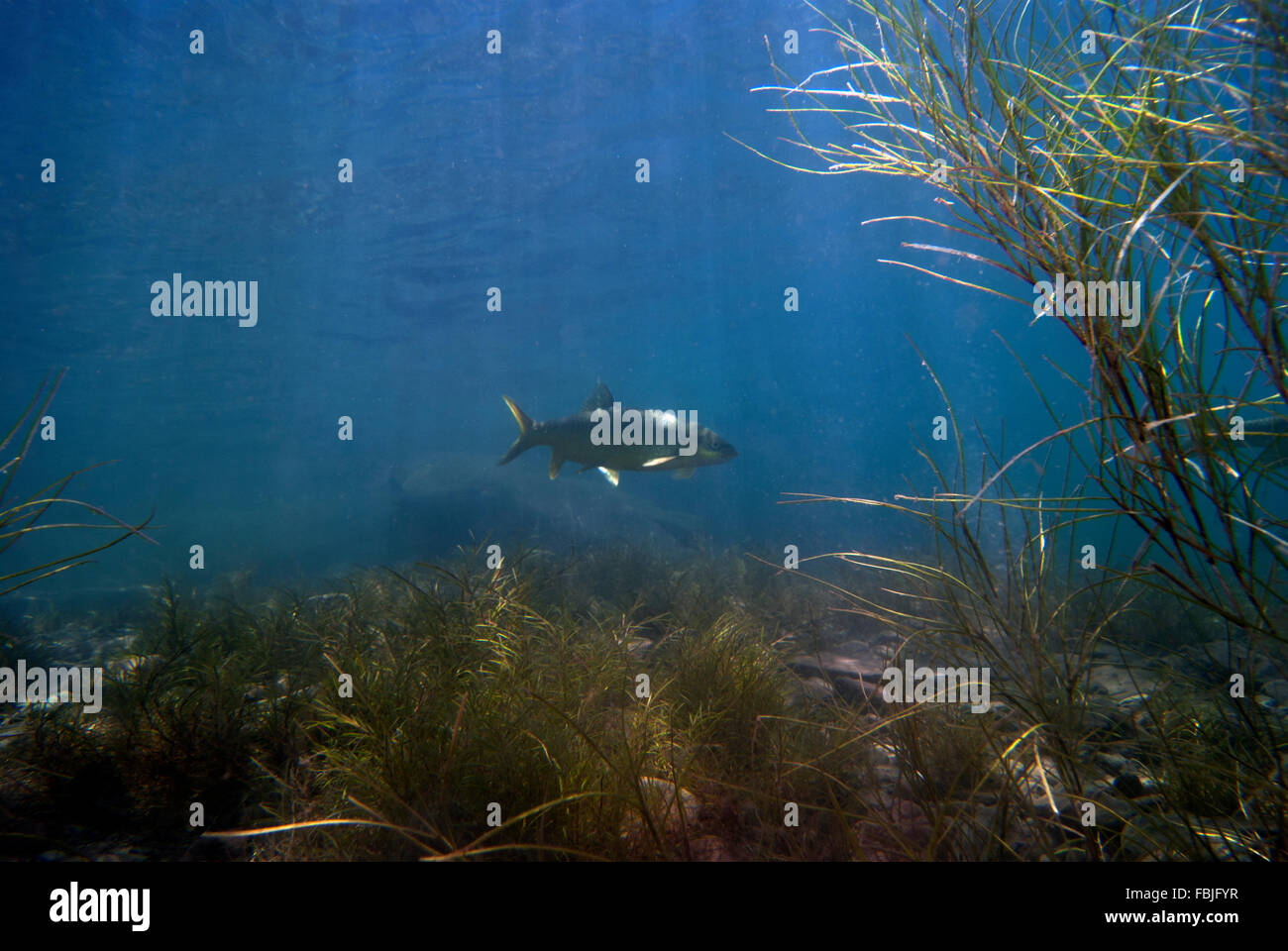 Underwater dam hi-res stock photography and images - Alamy