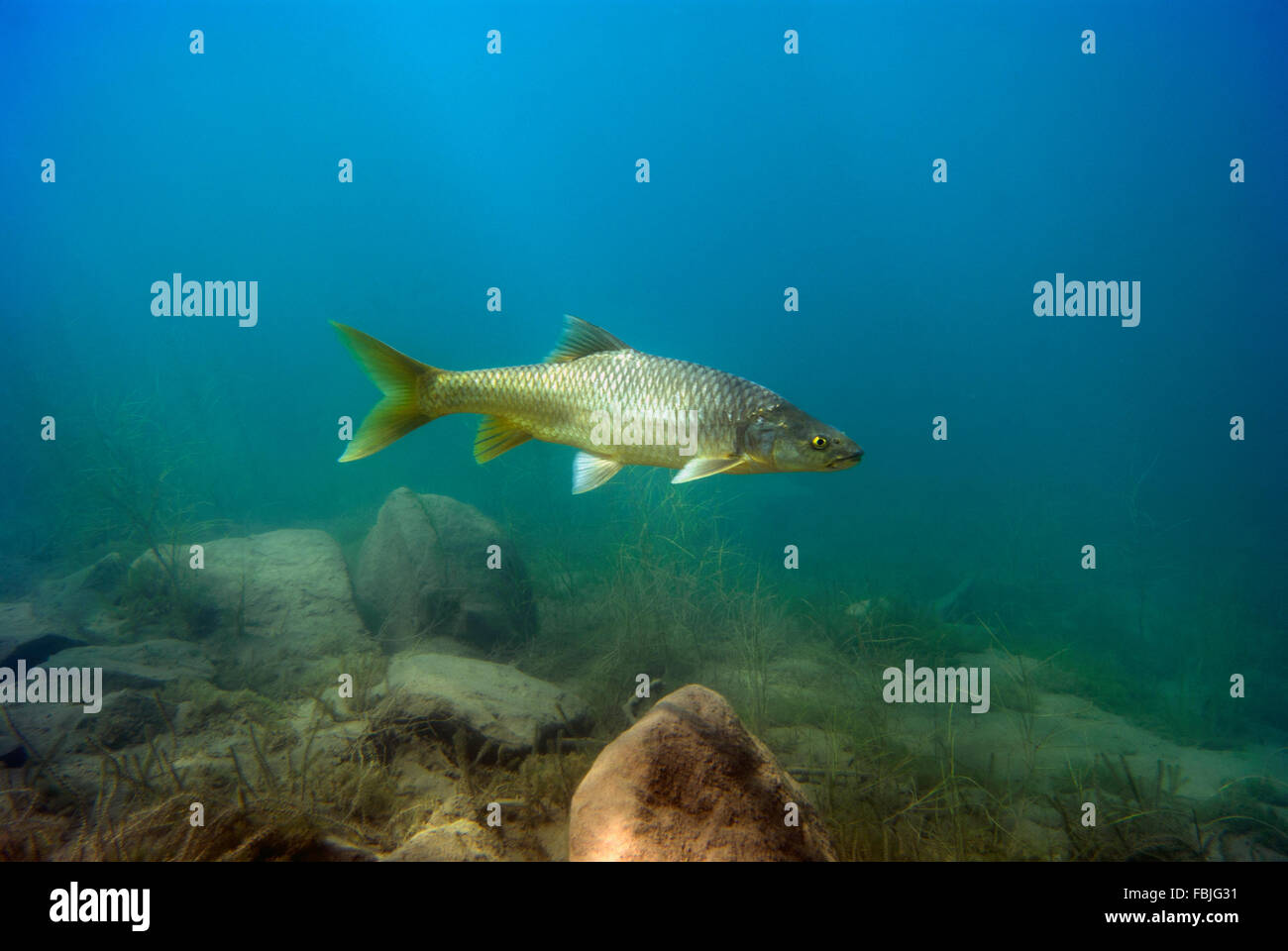 Largemouth Yellowfish Hunting Stock Photo - Alamy